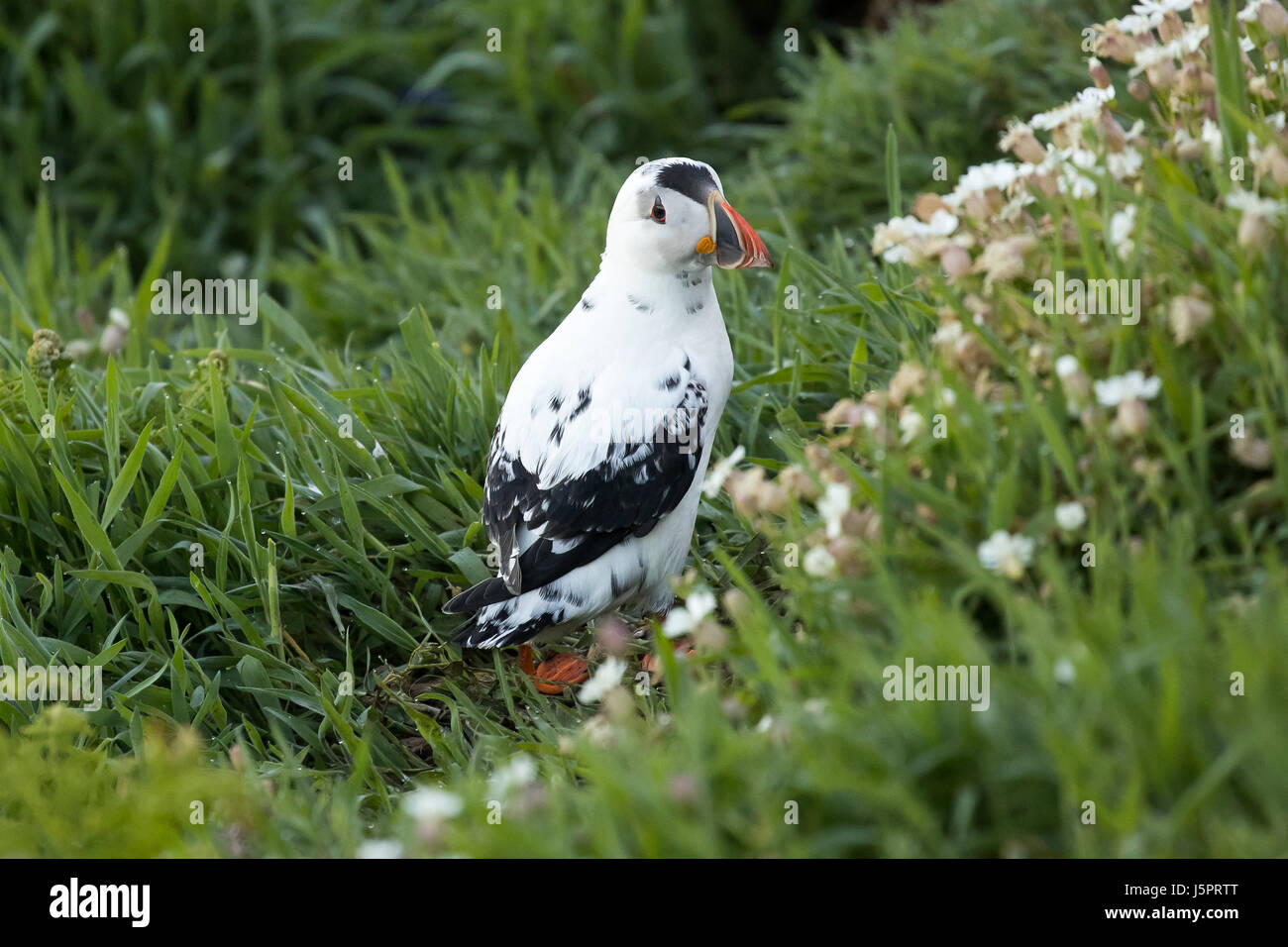 Albino puffin hi-res stock photography and images - Alamy