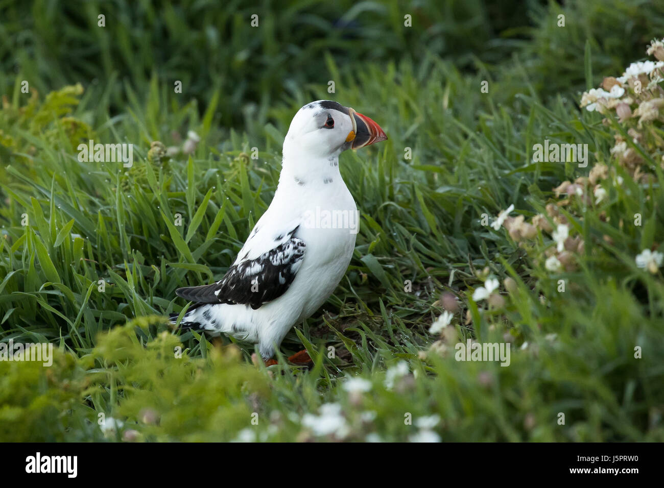 Skomer Island, West Wales, UK. 18th May, 2017. Extremely rare Leucistic ...