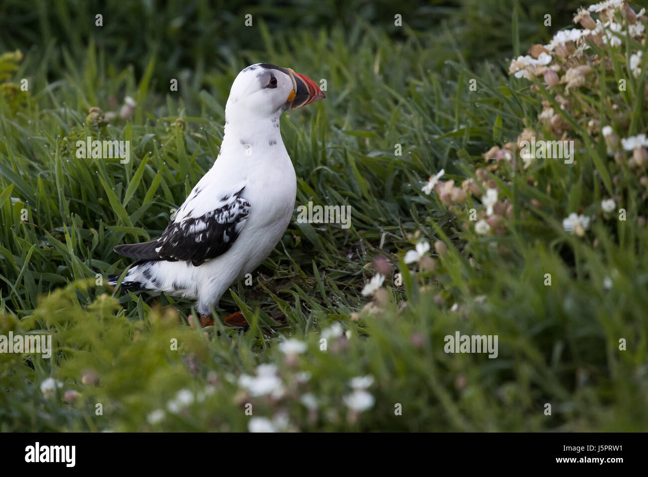 Skomer Island, West Wales, UK. 18th May, 2017. Extremely rare Leucistic ...