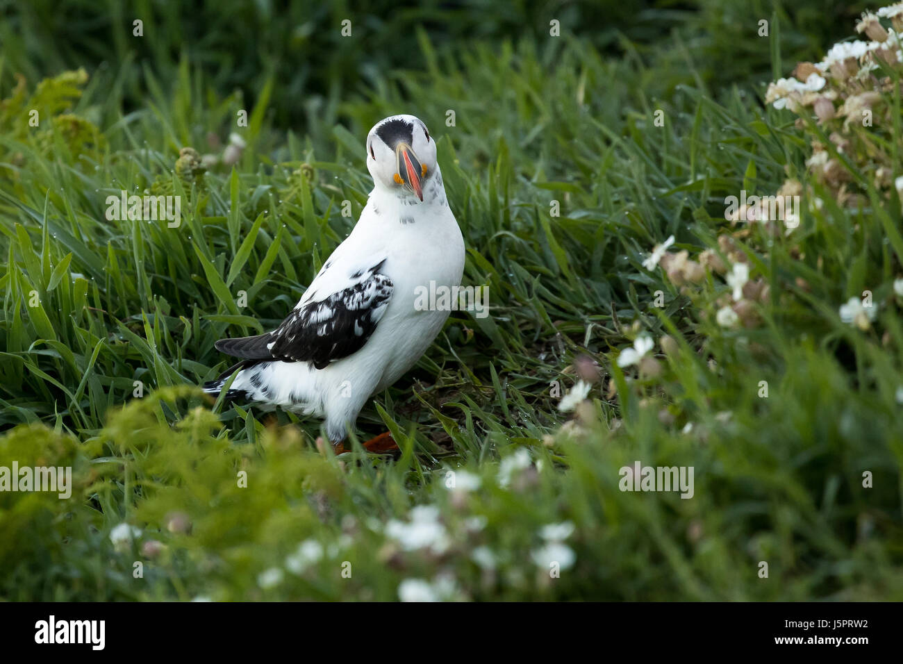 Skomer Island, West Wales, UK. 18th May, 2017. Extremely rare Leucistic ...