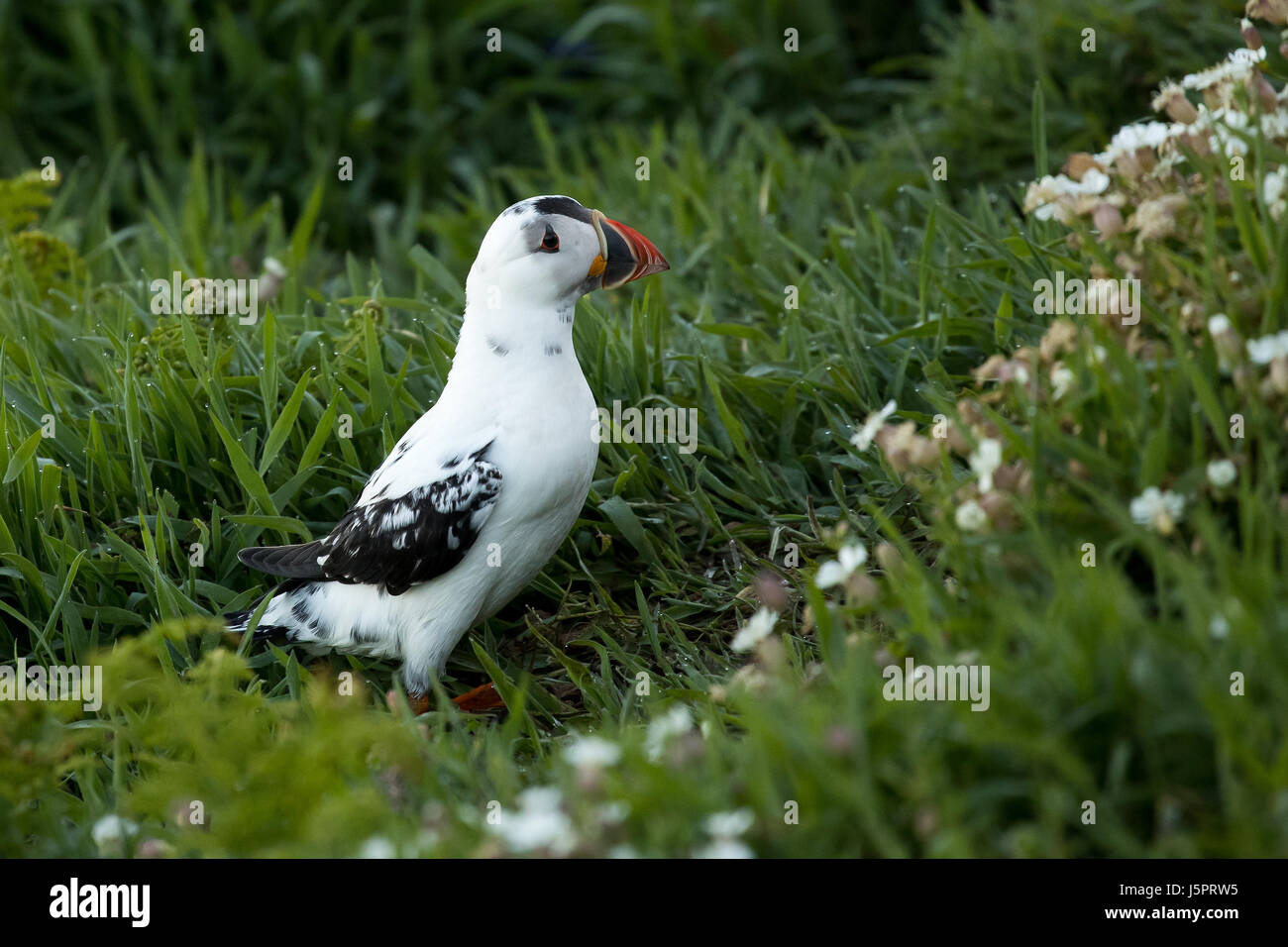 Skomer Island, West Wales, UK. 18th May, 2017. Extremely rare Leucistic ...