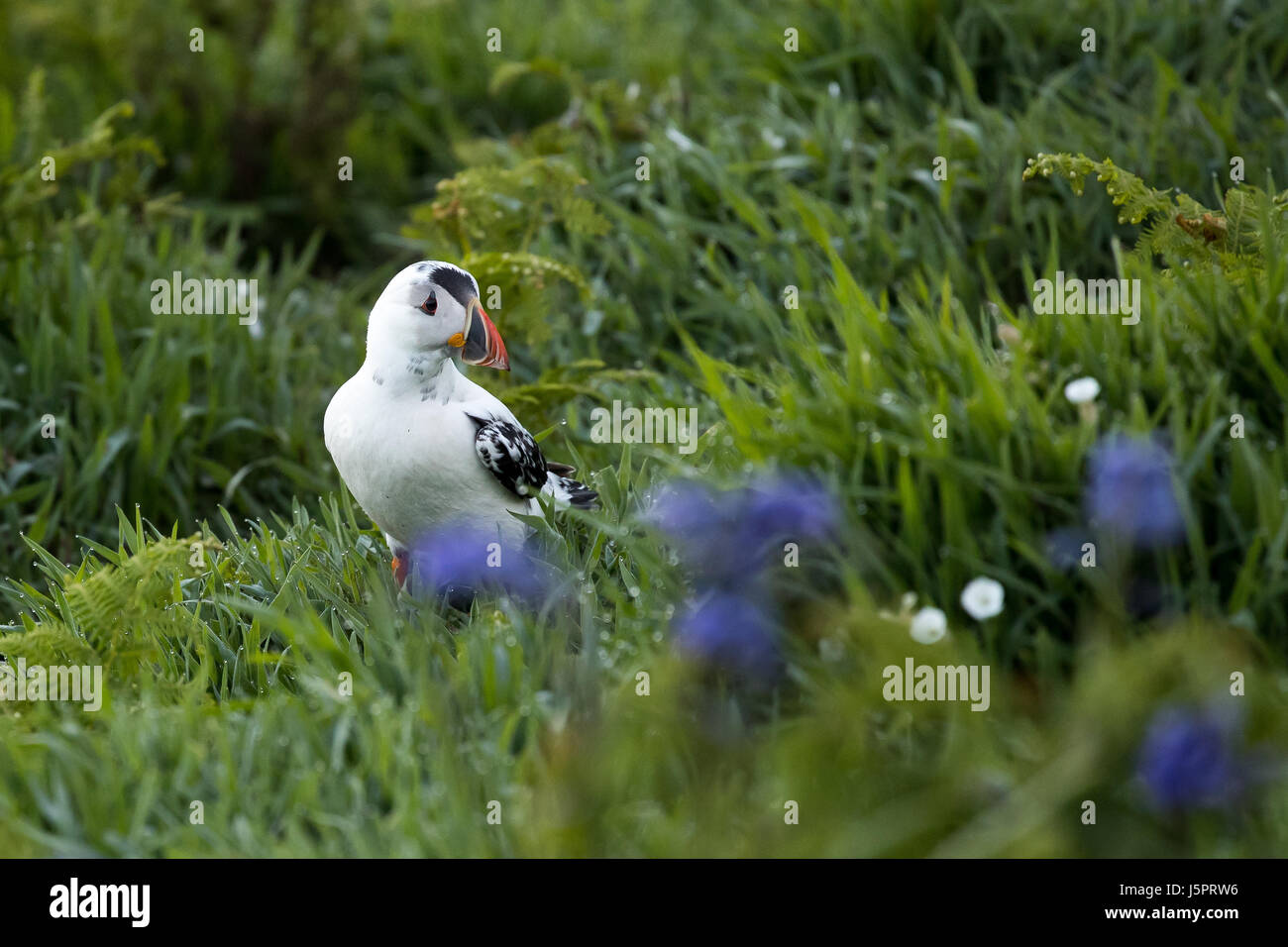 Skomer Island, West Wales, UK. 18th May, 2017. Extremely rare Leucistic ...