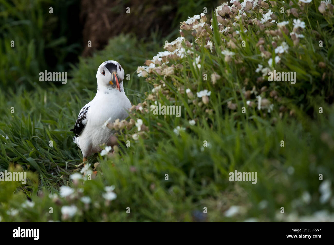 Skomer Island, West Wales, UK. 18th May, 2017. Extremely rare Leucistic ...