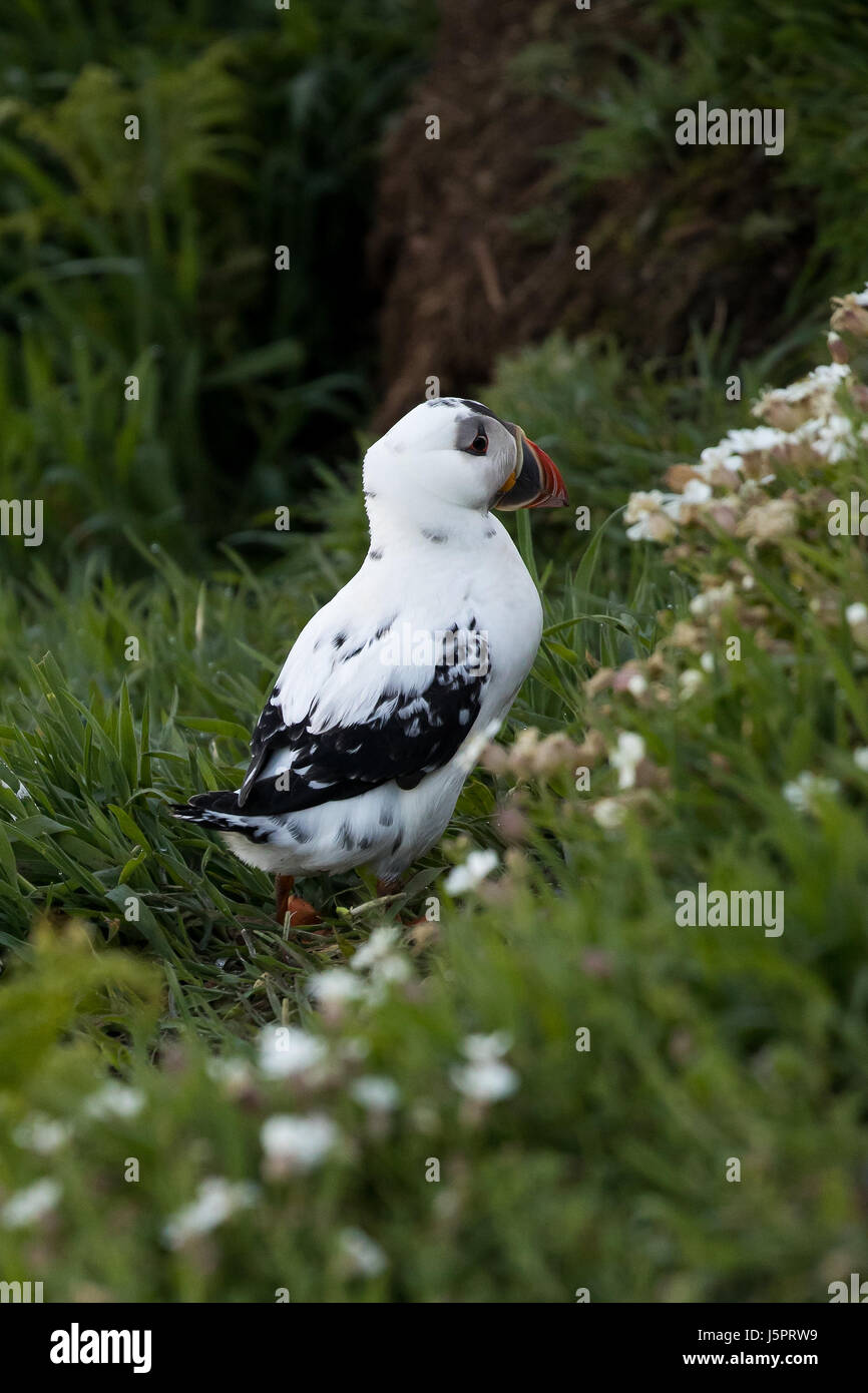 Skomer Island, West Wales, UK. 18th May, 2017. Extremely rare Leucistic ...