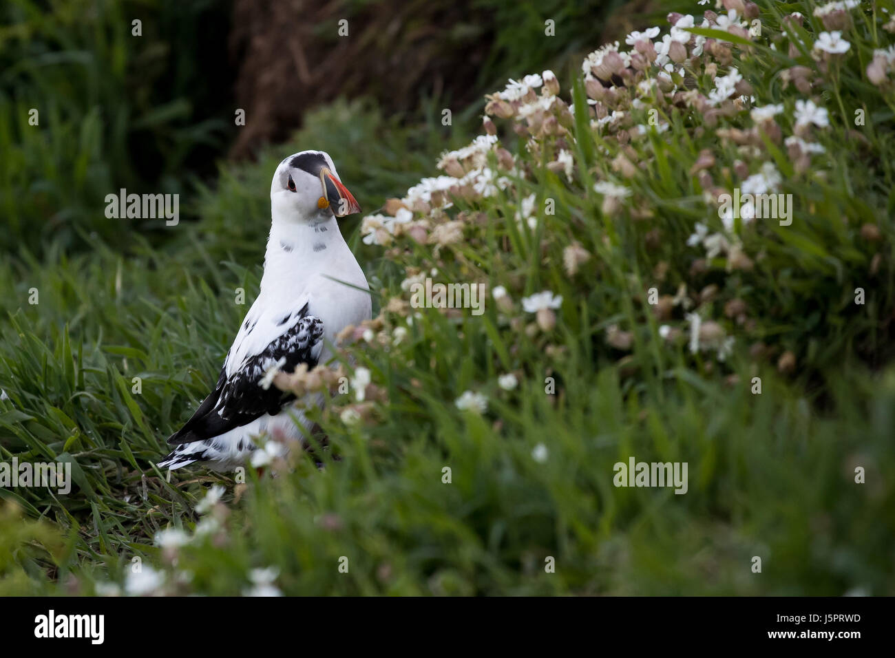 Albino puffin hi-res stock photography and images - Alamy