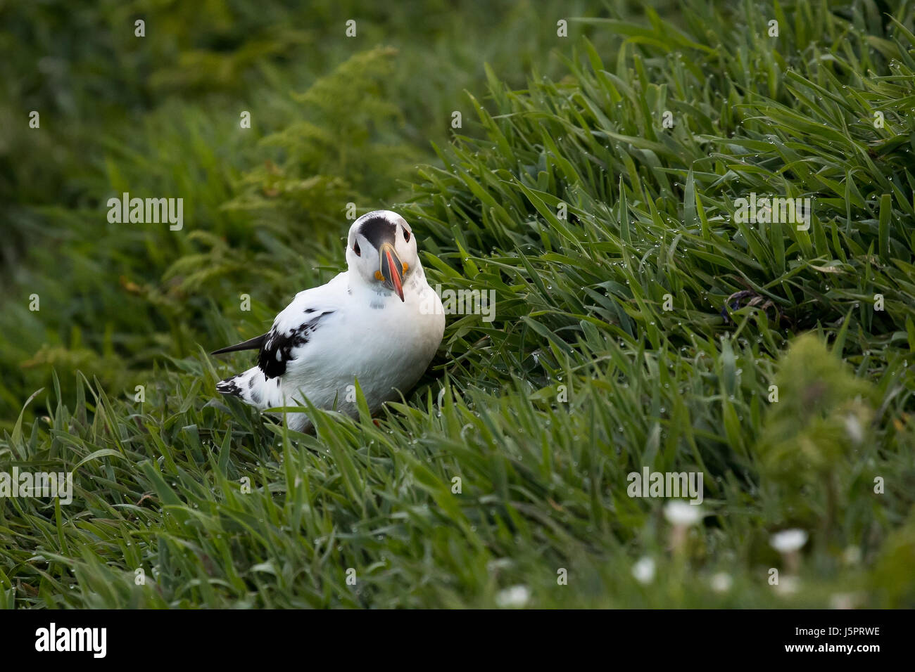 Skomer Island, West Wales, UK. 18th May, 2017. Extremely rare Leucistic ...