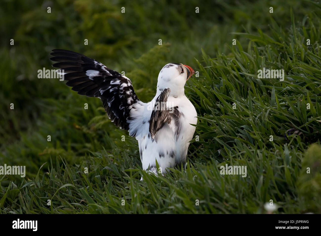 Skomer Island, West Wales, UK. 18th May, 2017. Extremely rare Leucistic ...