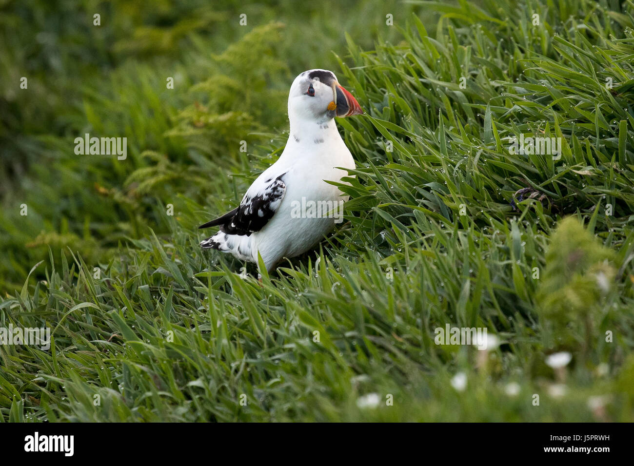 Skomer Island, West Wales, UK. 18th May, 2017. Extremely rare Leucistic ...