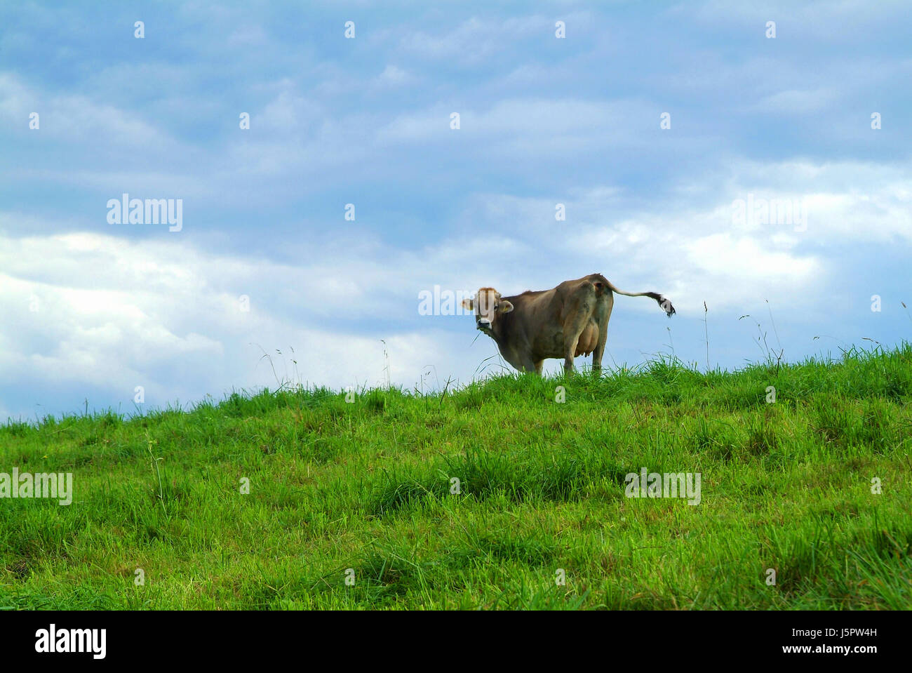 blue animal mammal green agriculture farming skin milk tail cow ...
