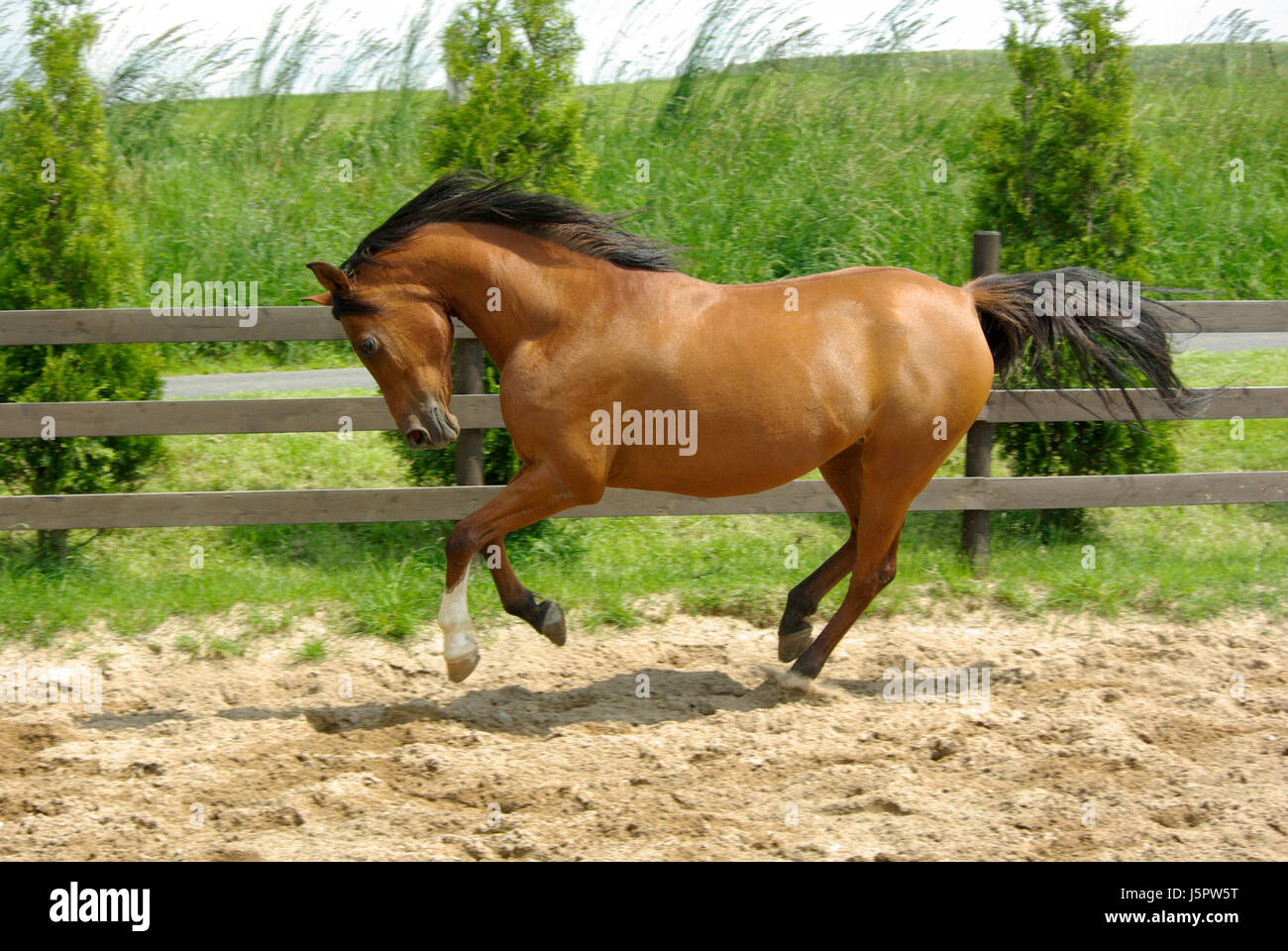 motion postponement moving movement ride horse graphic gallop arab farm ...