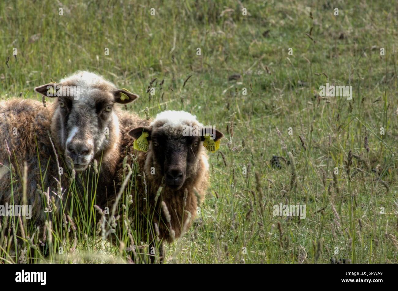 profile animal portrait denmark sheep wool natural product livestock ...