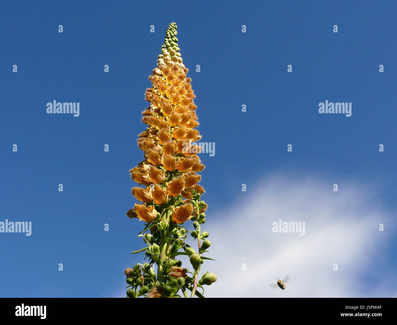 upwards orange shine shines bright lucent light serene luminous macro ...