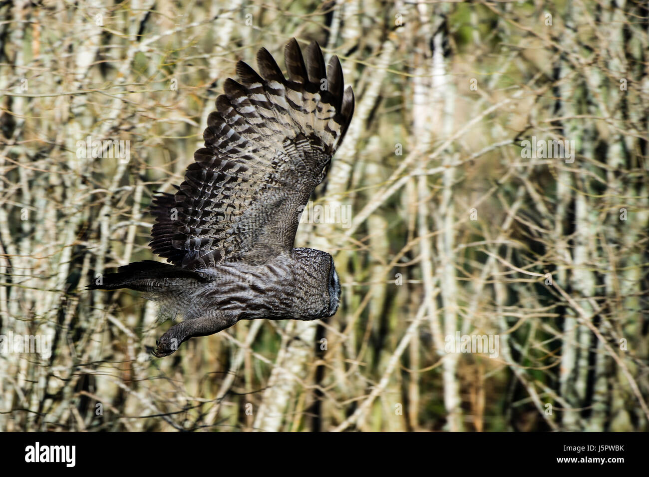 Flying bird photography hi-res stock photography and images - Alamy