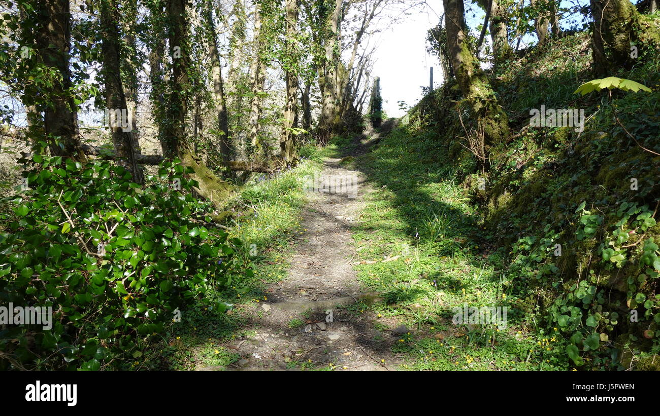Sunlit path through spring hi-res stock photography and images - Alamy