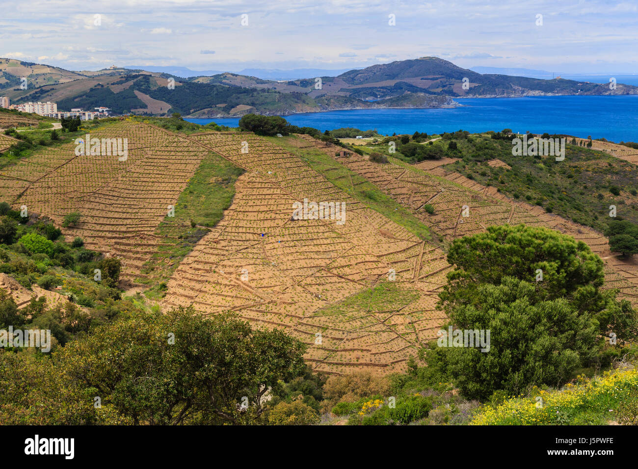 France, Pyrenees Orientales, Banyuls-sur-Mer, the vineyard of Banyules ...