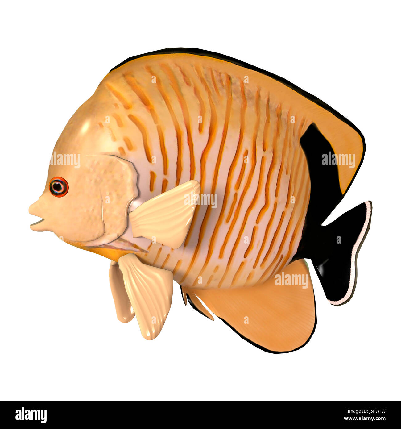 Blacktail angelfish centropyge eibli hi-res stock photography and ...