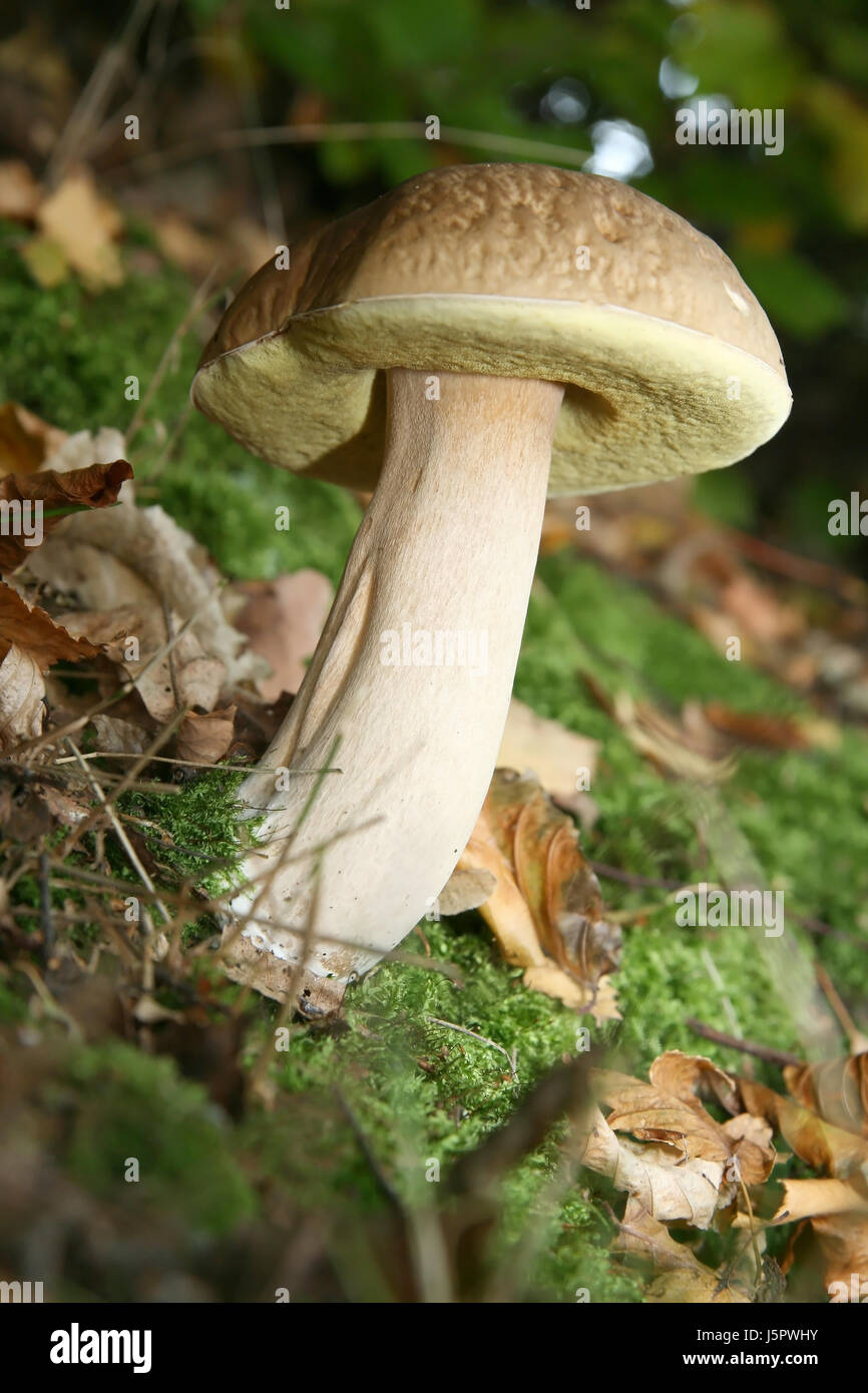 Yellow network sponge hi-res stock photography and images - Alamy