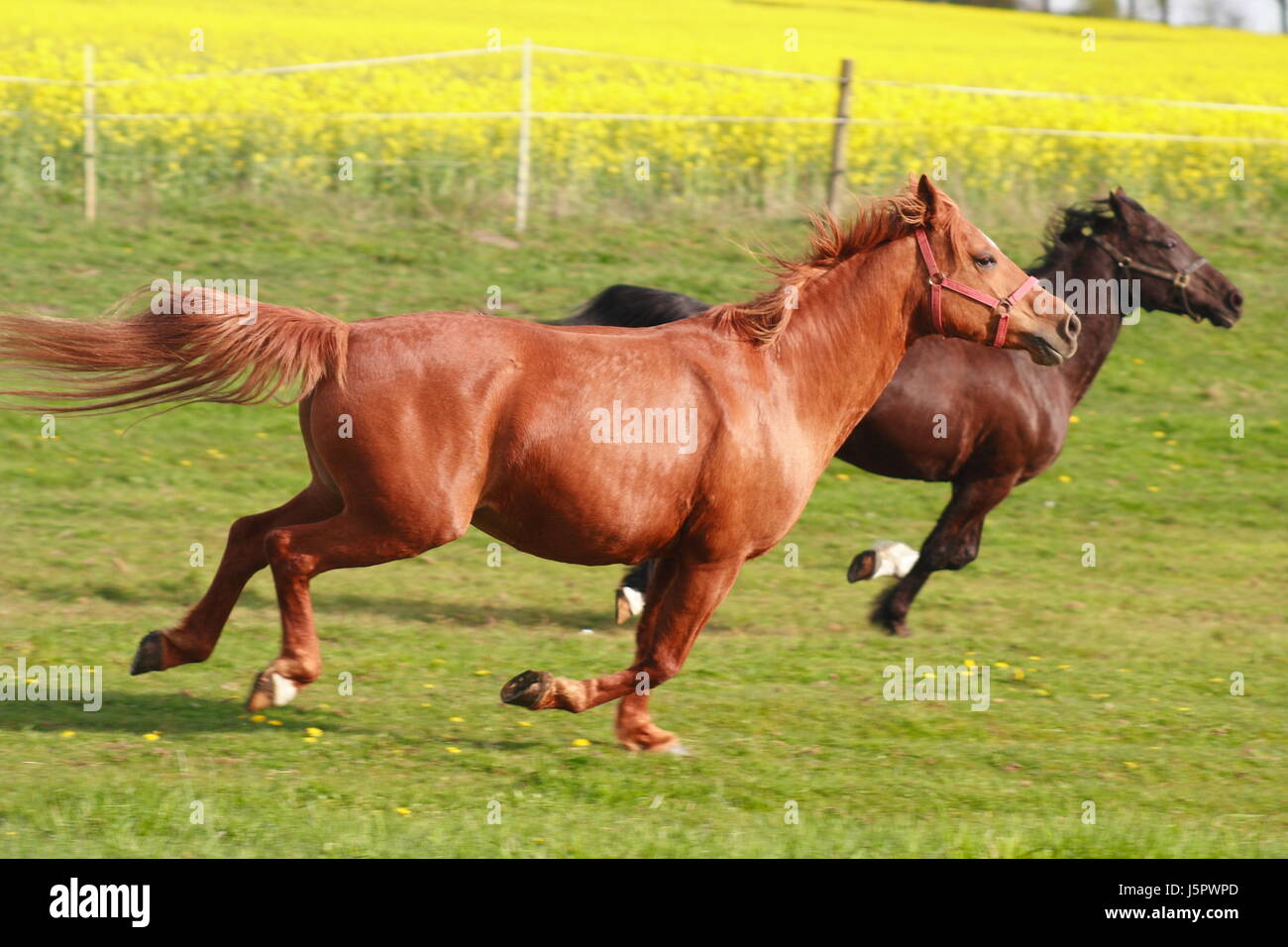 ride horse brown brownish brunette power station gallop stallion mare ...