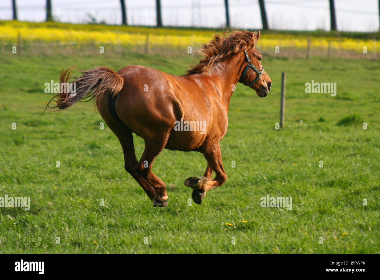 Flying gallop hi-res stock photography and images - Alamy