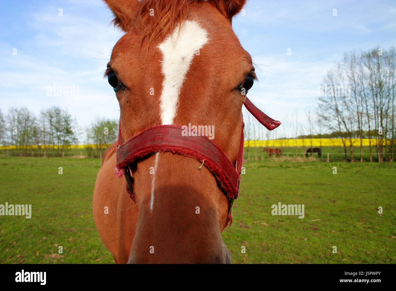 have a look Stock Photo - Alamy