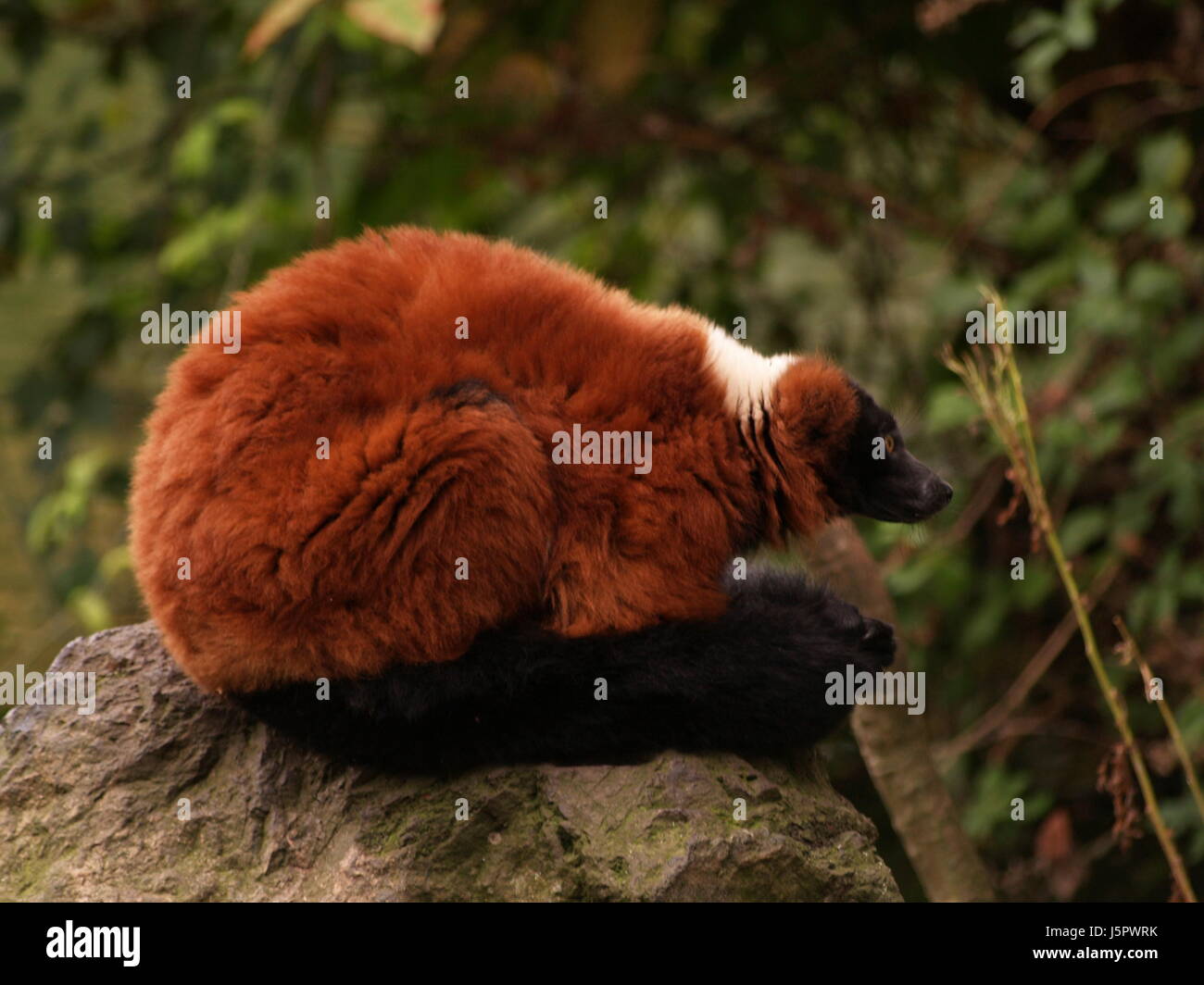 red lemur - varecia rubra Stock Photo - Alamy
