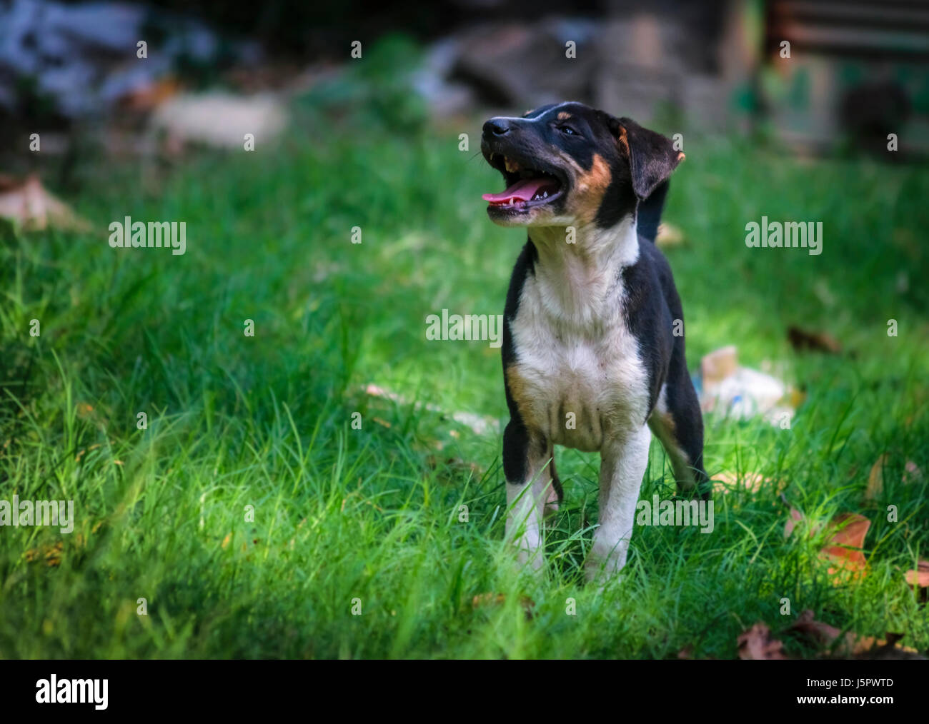 Happy puppy pose hi-res stock photography and images - Alamy