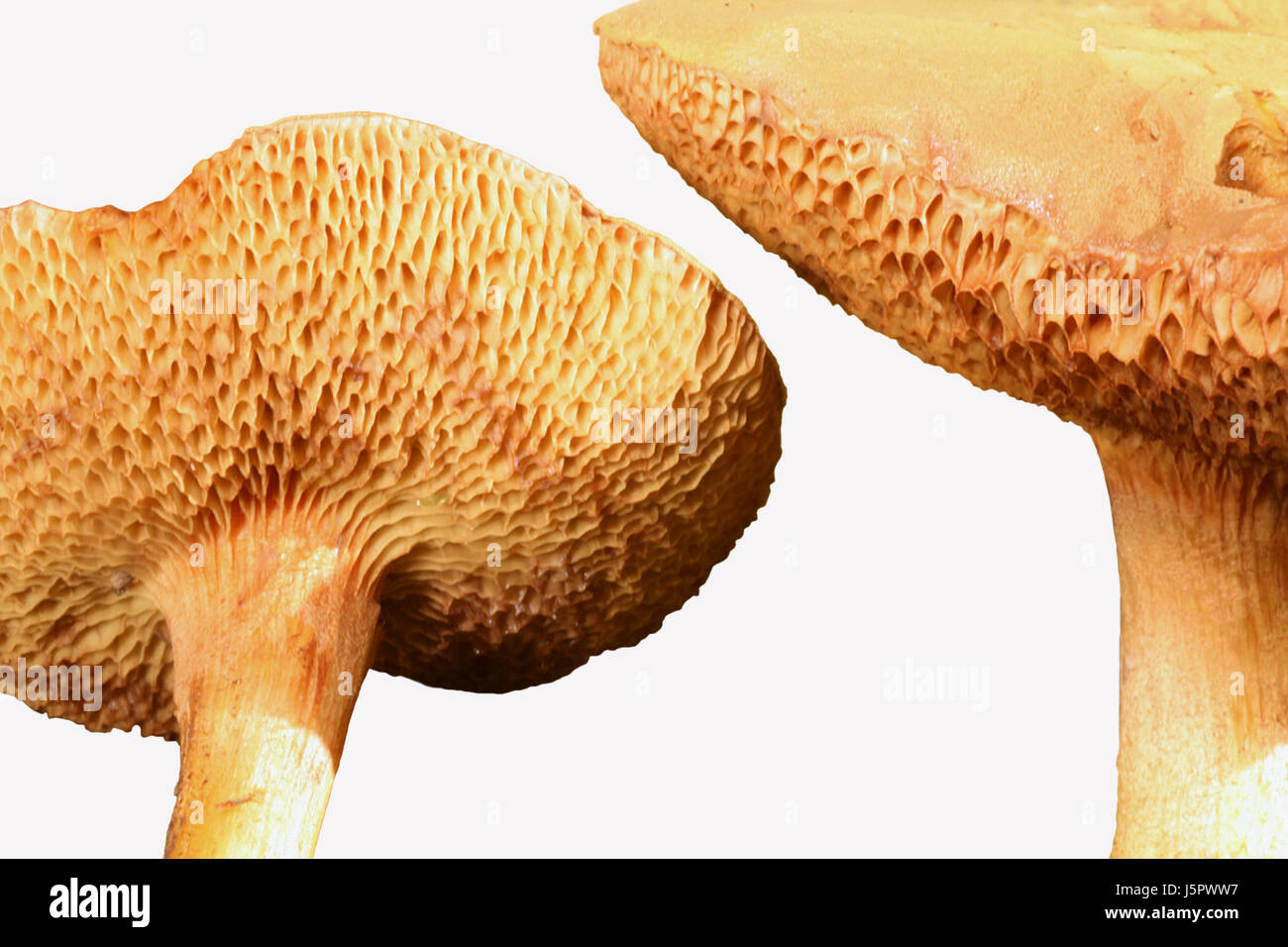 Gewrzersatz hi-res stock photography and images - Alamy