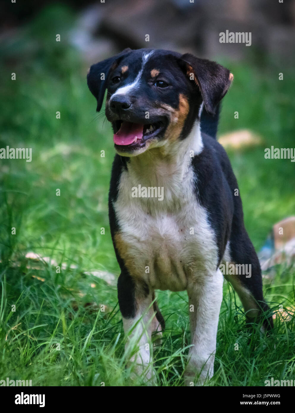 Happy puppy pose hi-res stock photography and images - Alamy
