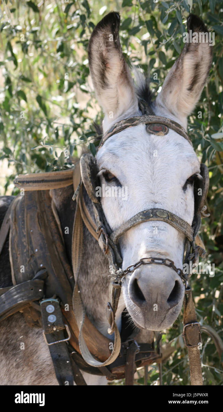 wait waiting tree animal mammal portrait obstinate eyes blank european ...