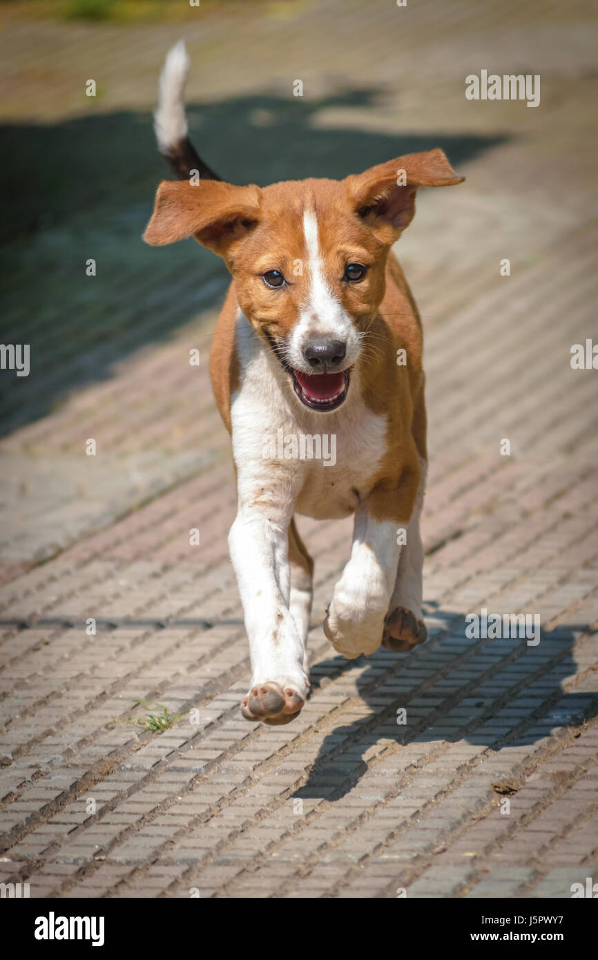 Happy puppy pose hi-res stock photography and images - Alamy