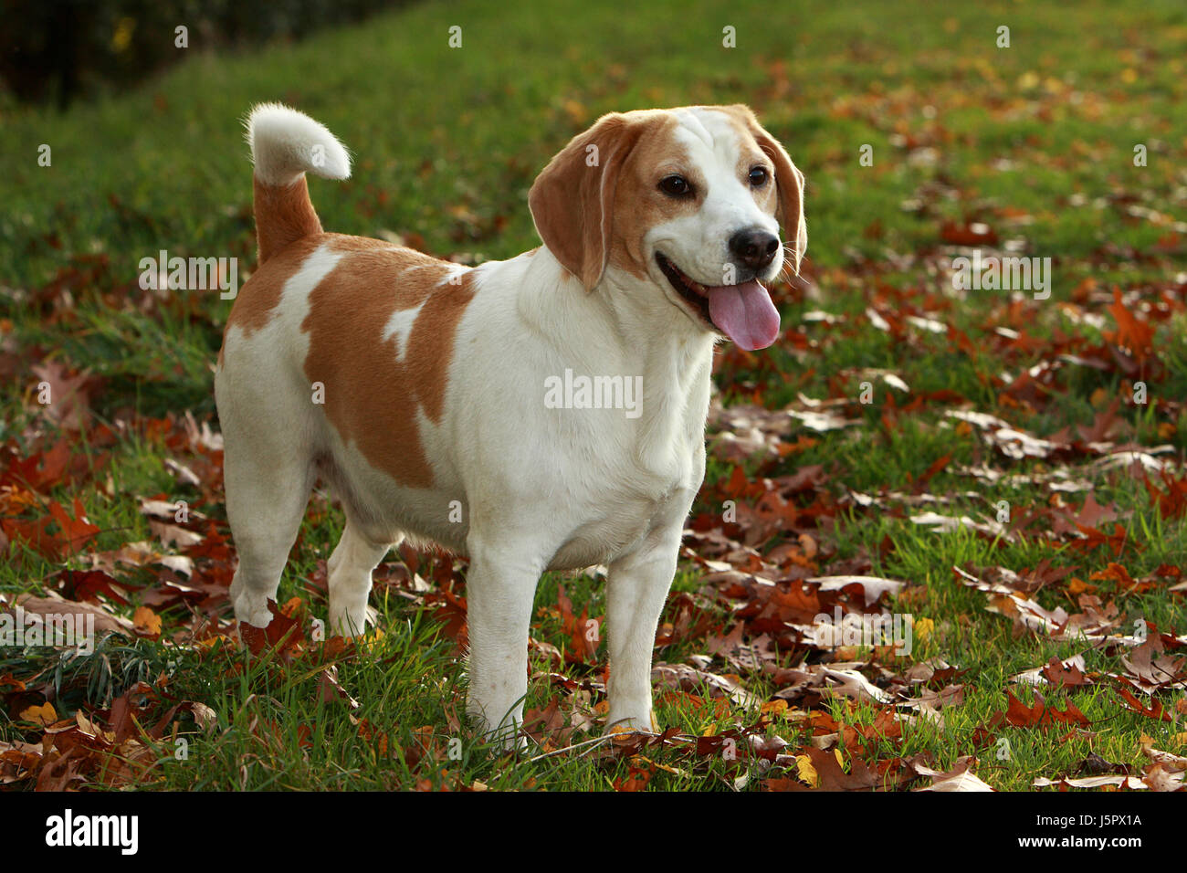 pet portrait look glancing see view looking peeking looking at dog ...