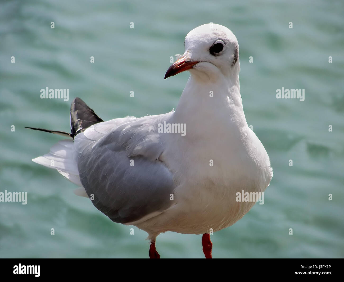 wait waiting macro close-up macro admission close up view bird portrait ...