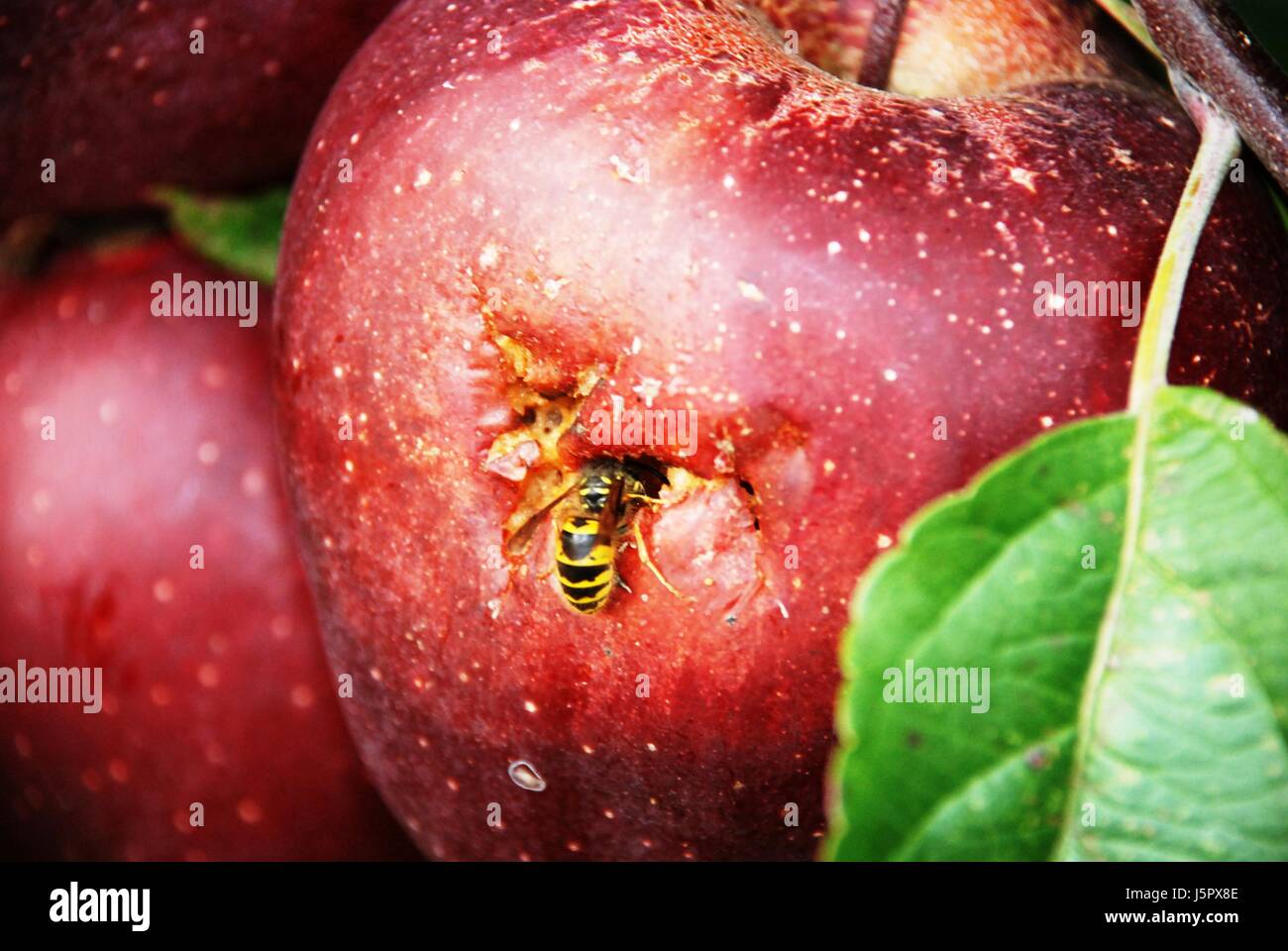Insect fruit hi-res stock photography and images - Alamy