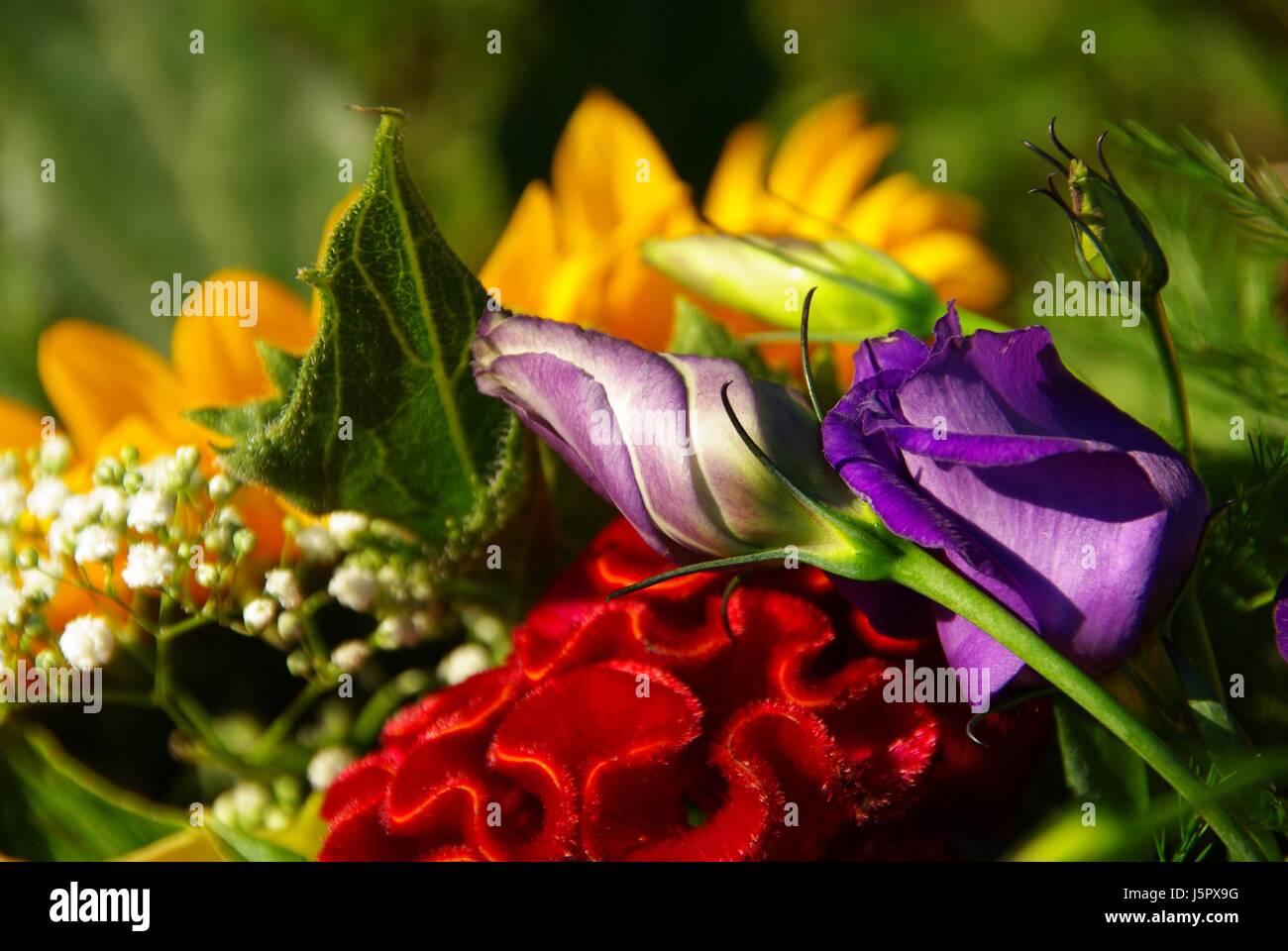detail flower plant rose bloom blossom flourish flourishing romantic ...