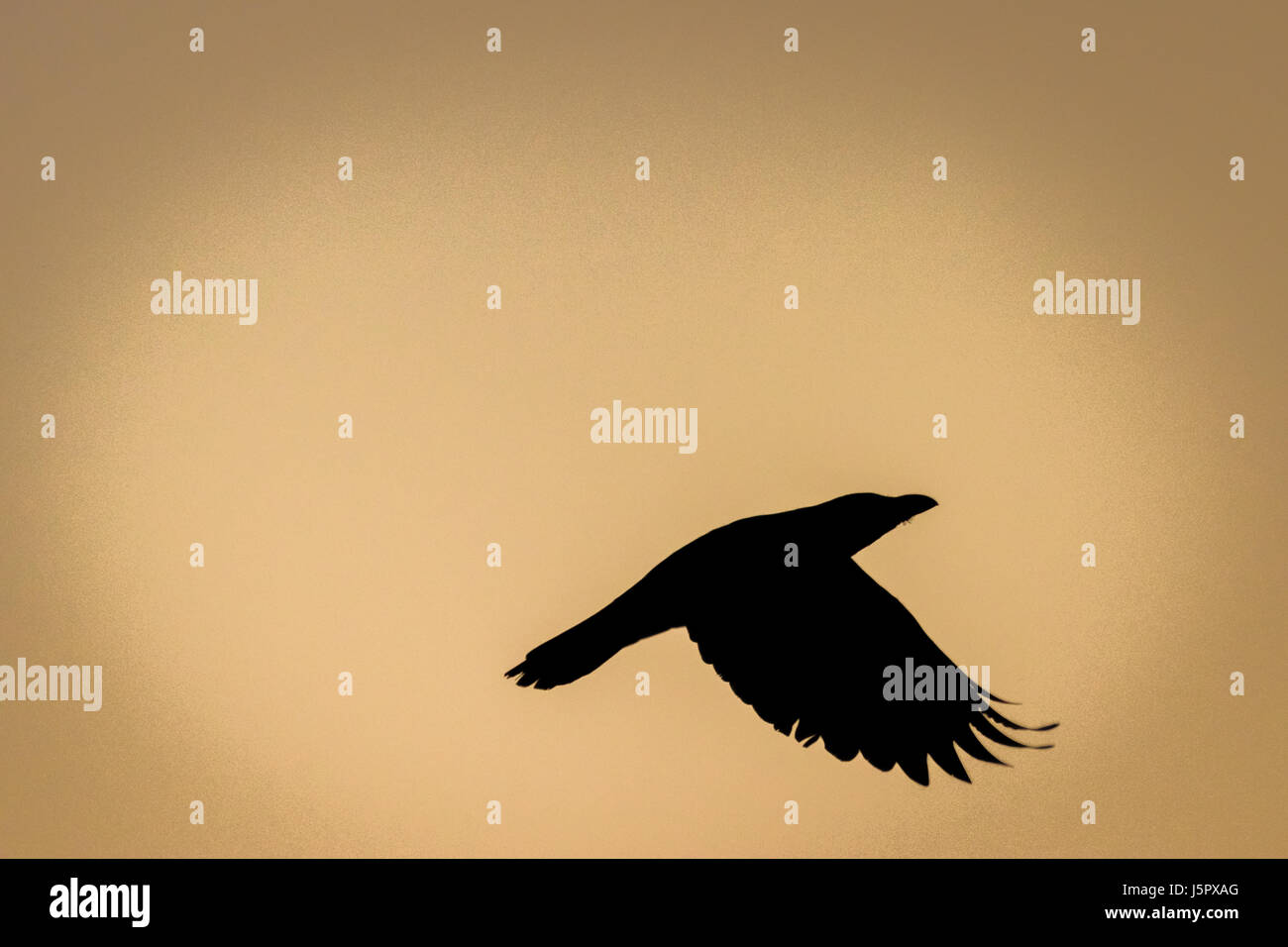 Bird flying high Stock Photo - Alamy