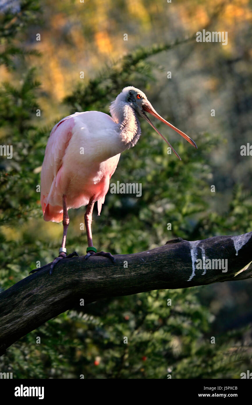 Curved front claws hi-res stock photography and images - Alamy