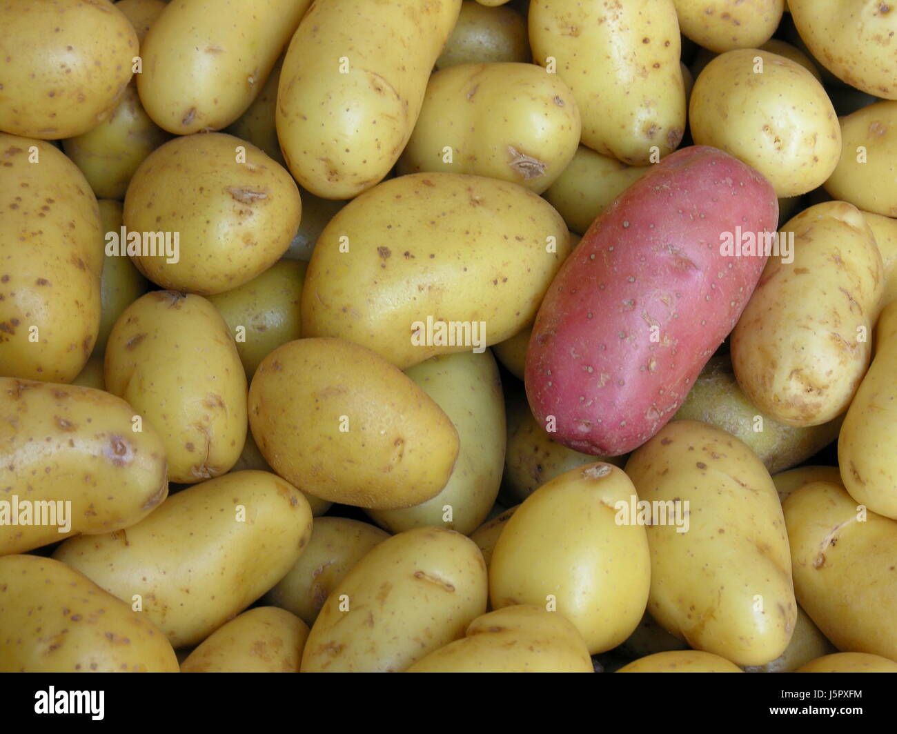 Potato nicola hi-res stock photography and images - Alamy