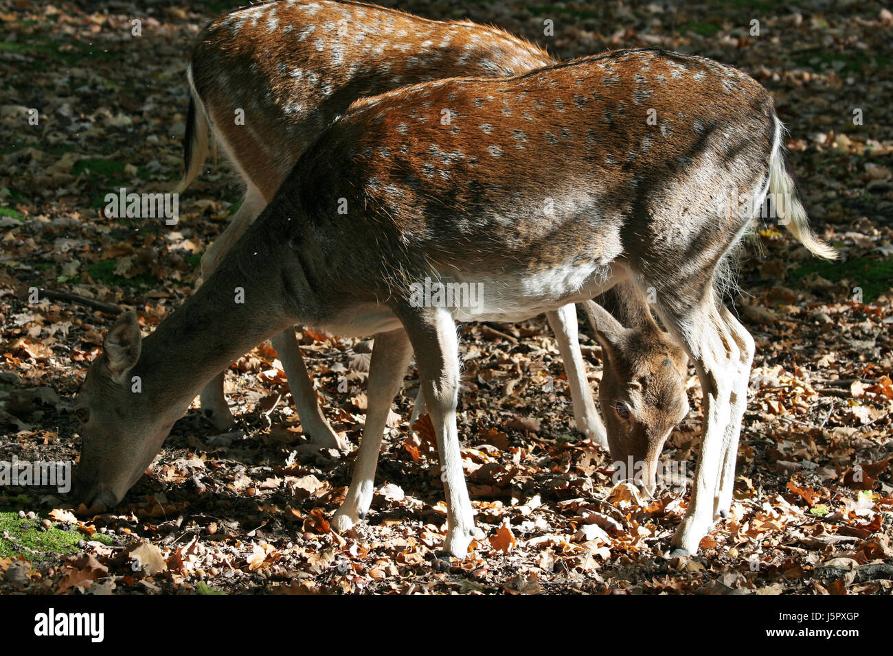 sunlight autumnal skin to gorge engulf devour roedeer drawing photo ...