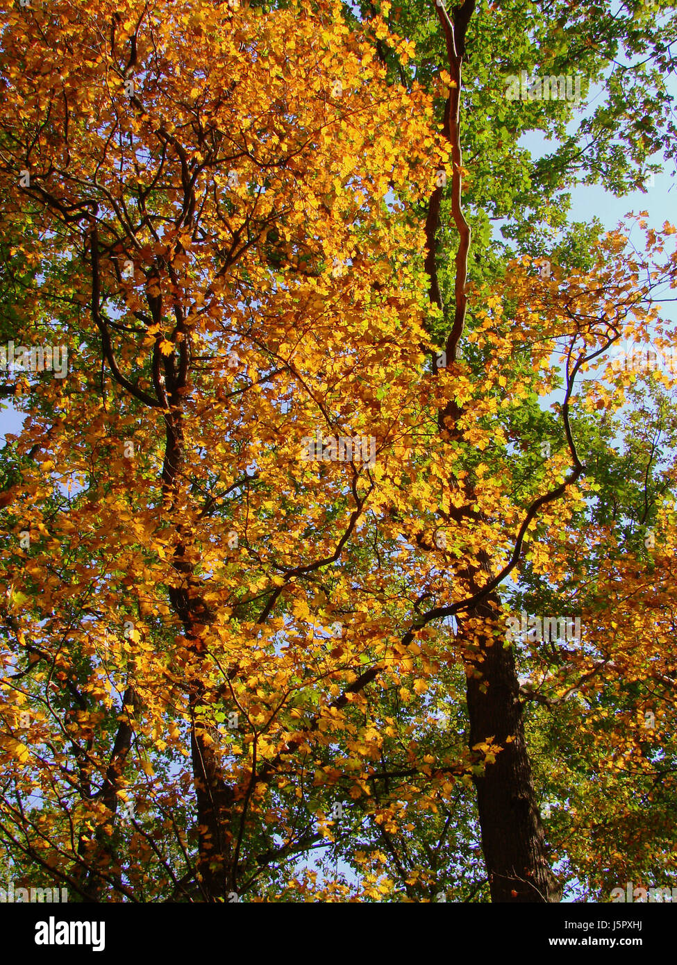shine shines bright lucent light serene luminous leaf tree branch maple ...