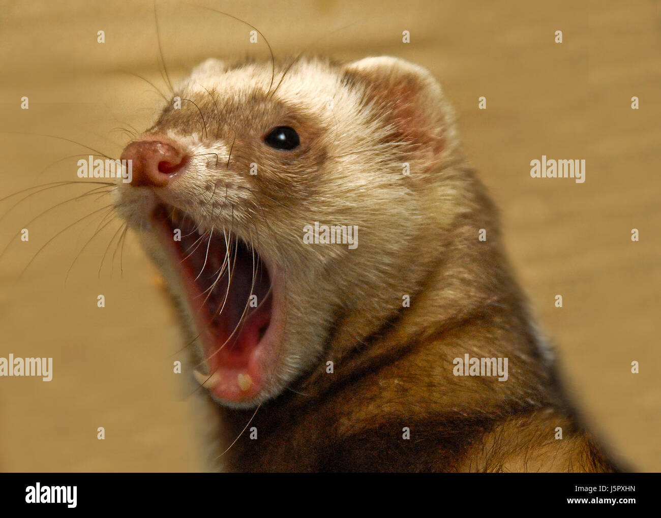 Frettieren hi-res stock photography and images - Alamy