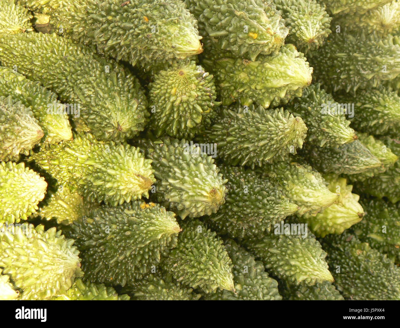 Green Spiky Vegetable