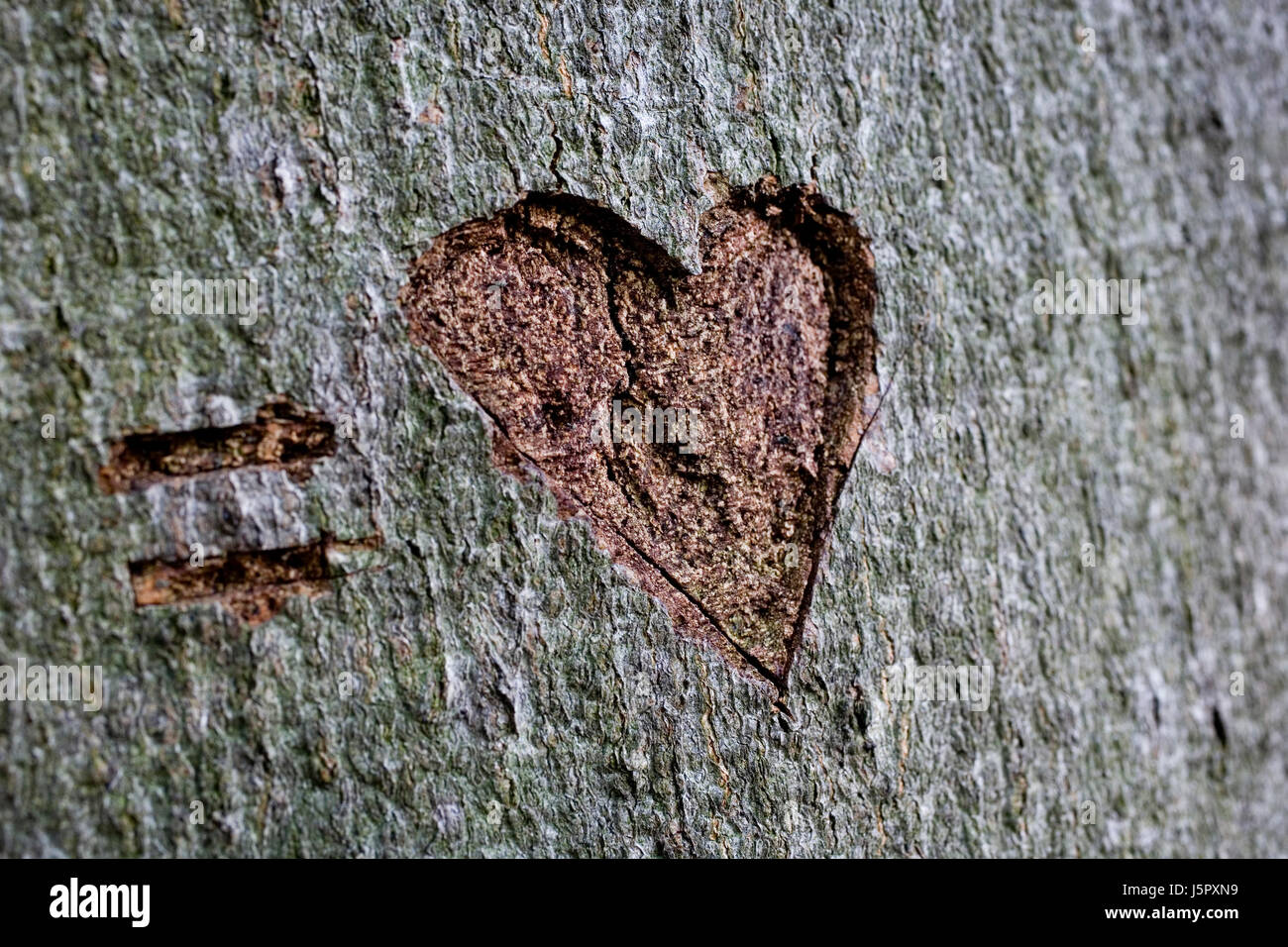 sign signal tree trunk wedding marriage marriage ceremony wedding ...