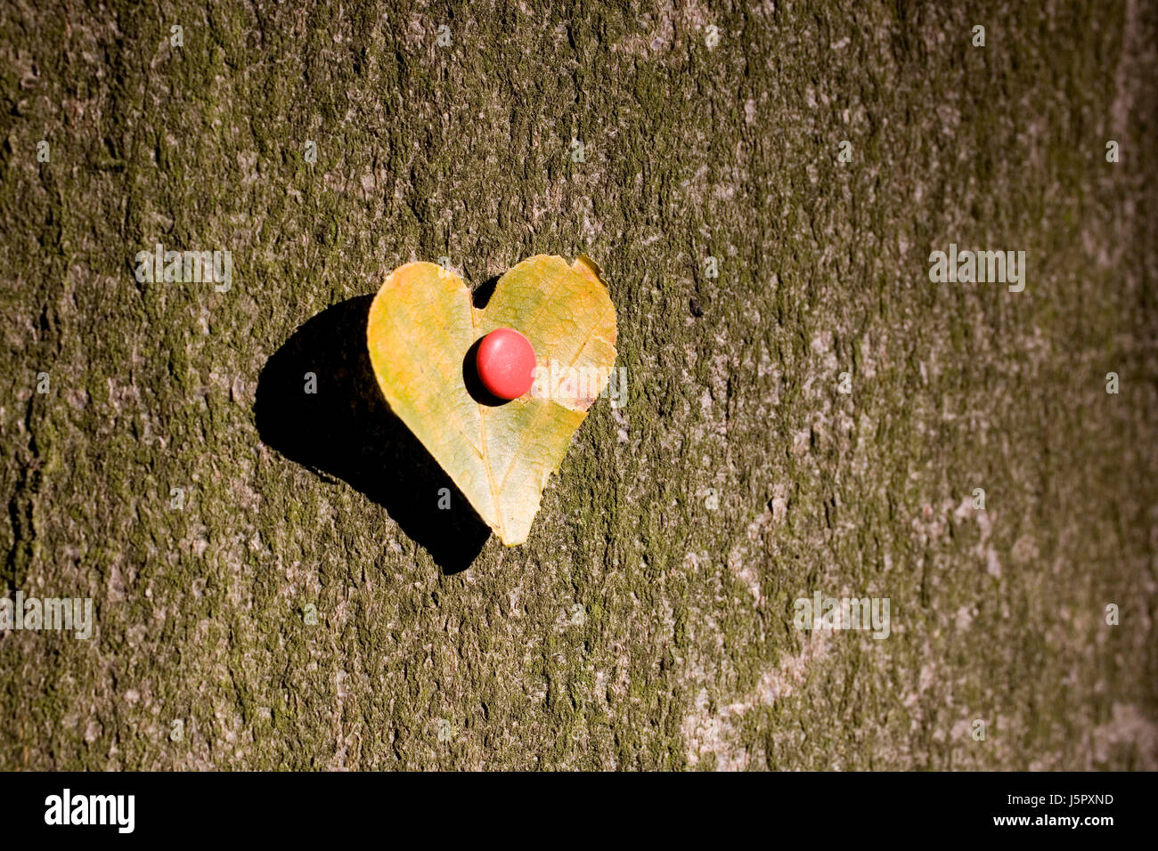 leaf tree trunk wedding marriage marriage ceremony wedding ceremony ...