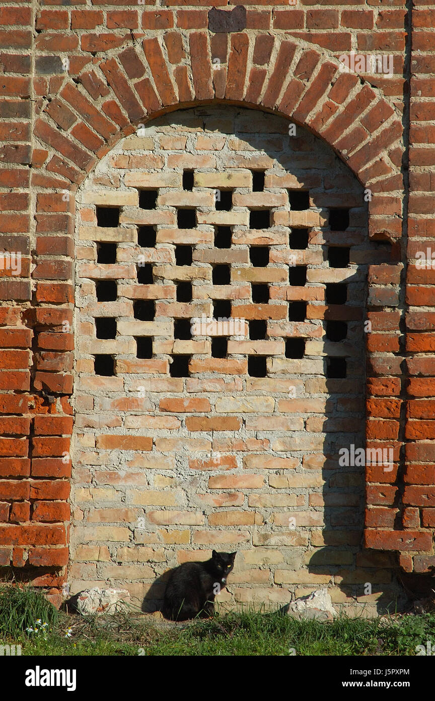 still life bucolic animal pet animals portrait pets suns black swarthy ...