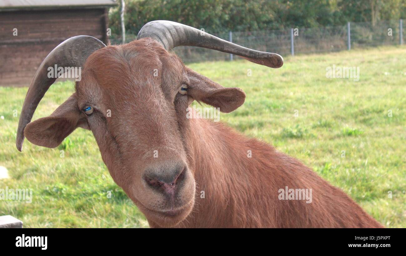 Goat ears hi-res stock photography and images - Alamy