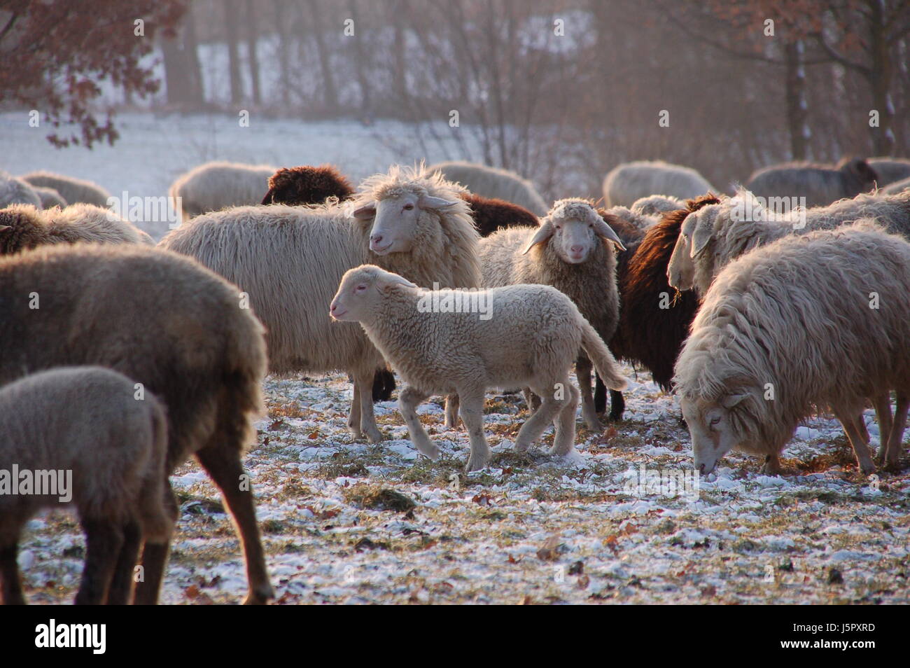 winter,mammal,fauna,cold,sheep,wool,herd,farm animal,sheep (pl.),nature ...