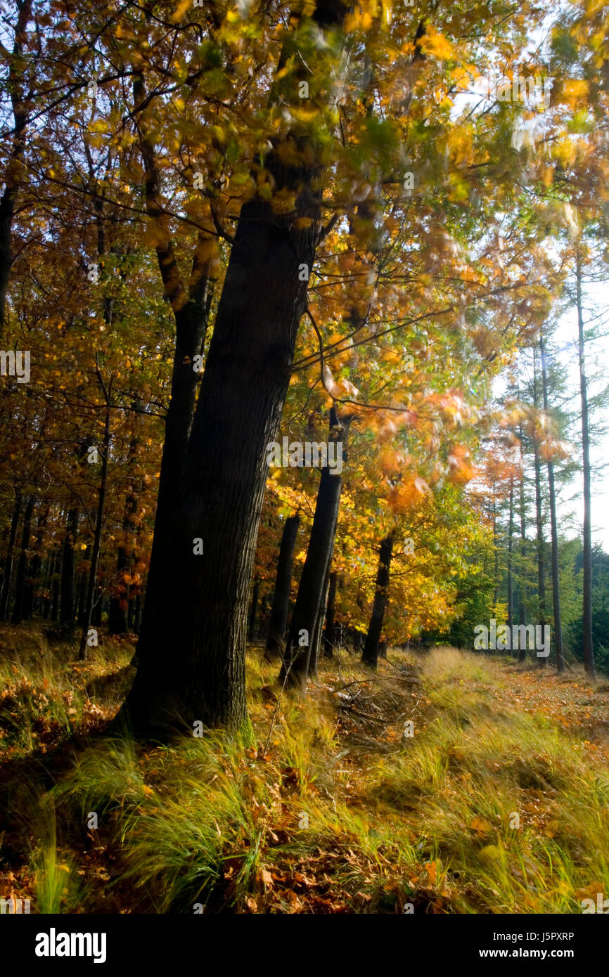 shine shines bright lucent light serene luminous leaf tree trees leaves ...