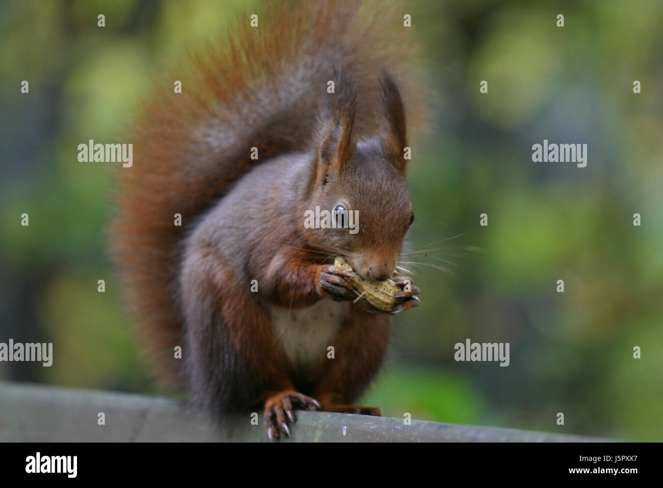 rodent nuts squirrel sweet nut walnut cute furry hrnchen eichkatz ...