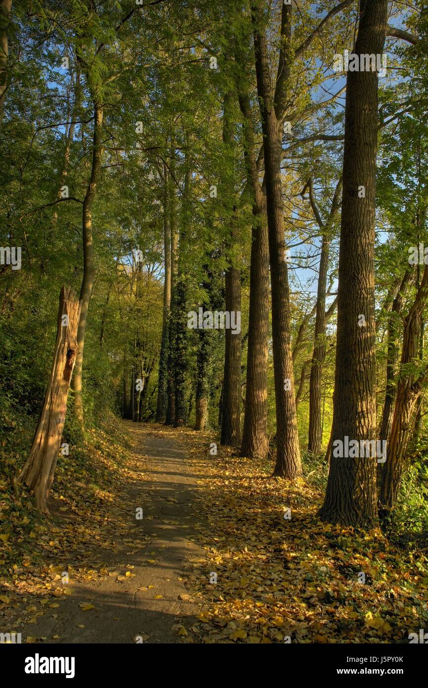 leaf tree trees trunk leaves sunlight october path way forest foliage ...