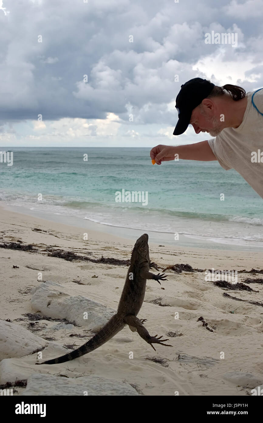 reptile saurian human human being beach seaside the beach seashore rock ...